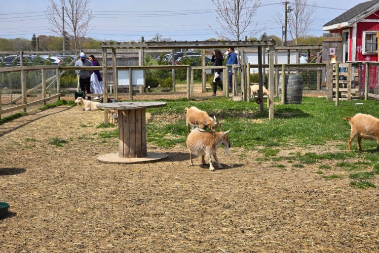 Long Island Game Farm - Long Island Guide